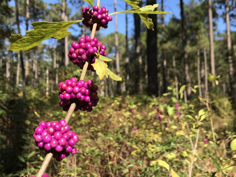 Wild berries | Smithsonian Photo Contest | Smithsonian Magazine