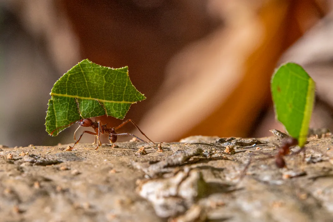 bay leaf ants