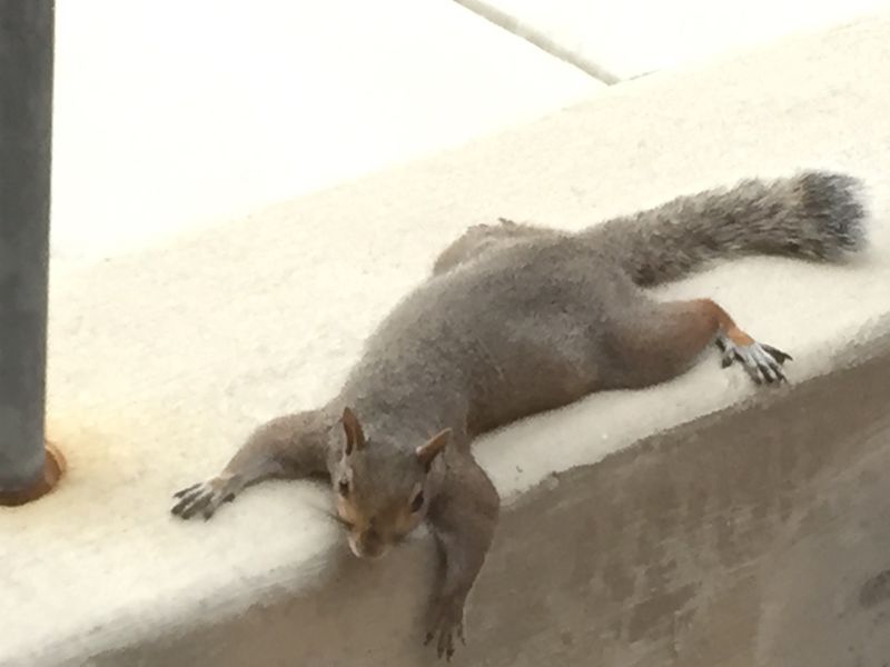 flat squirrel trying to hide | Smithsonian Photo Contest | Smithsonian ...