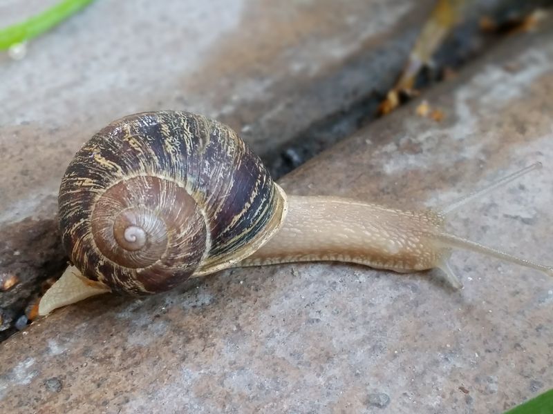 Snail Life | Smithsonian Photo Contest | Smithsonian Magazine
