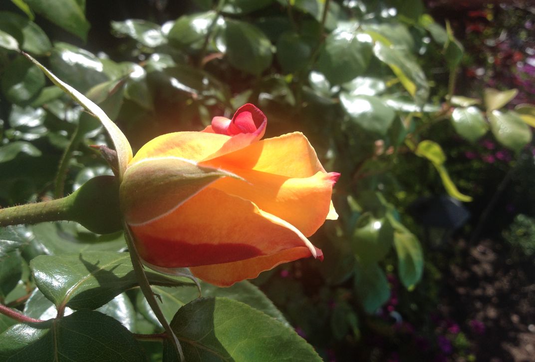 Yellow rose with the sun shining on it | Smithsonian Photo Contest ...