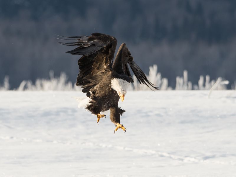 Bald Eagle coming in for a snowy landing | Smithsonian Photo Contest ...
