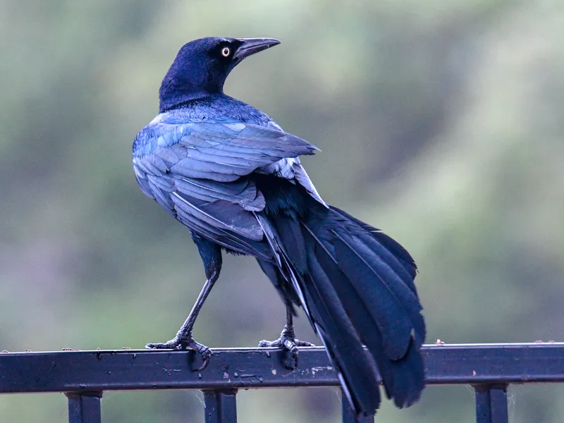 Great-tailed Grackle | Smithsonian Photo Contest | Smithsonian Magazine
