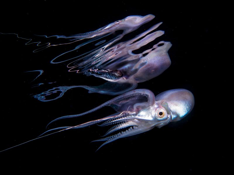 Elusive Blanket Octopus Reflection | Smithsonian Photo Contest ...