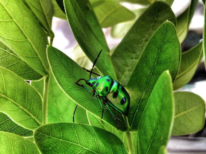 a greenish gold bug on the leaf | Smithsonian Photo Contest ...