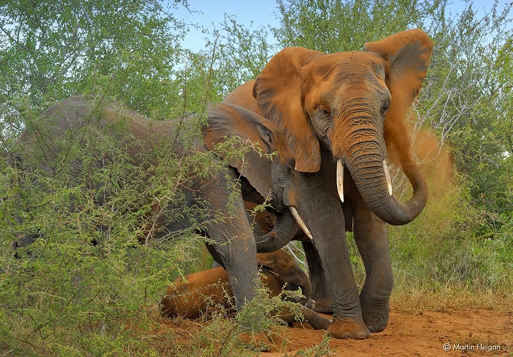 elephant trunk extraction