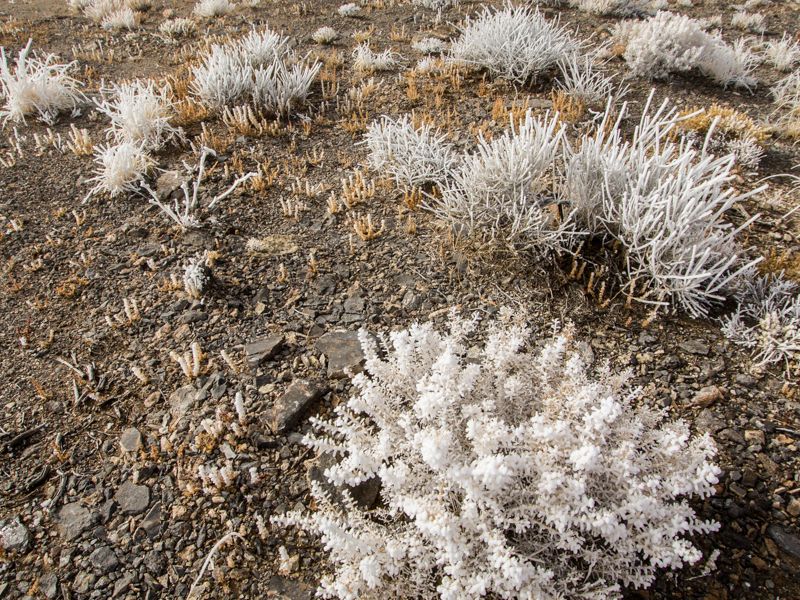 Hoar frost on desert scrub in the Great Basin of Nevada. | Smithsonian ...