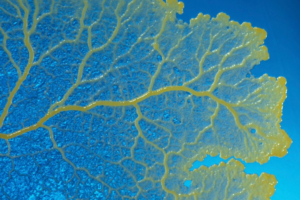 acellular slime mold