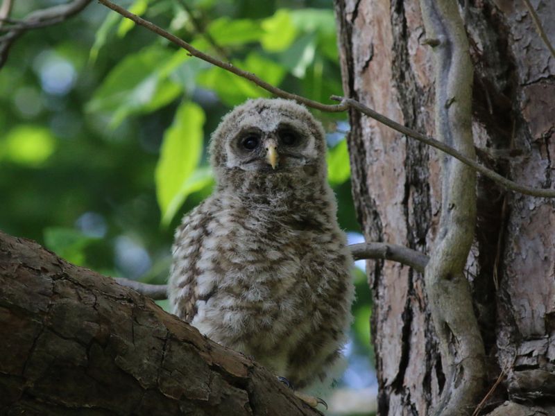 Barred Owlet | Smithsonian Photo Contest | Smithsonian Magazine