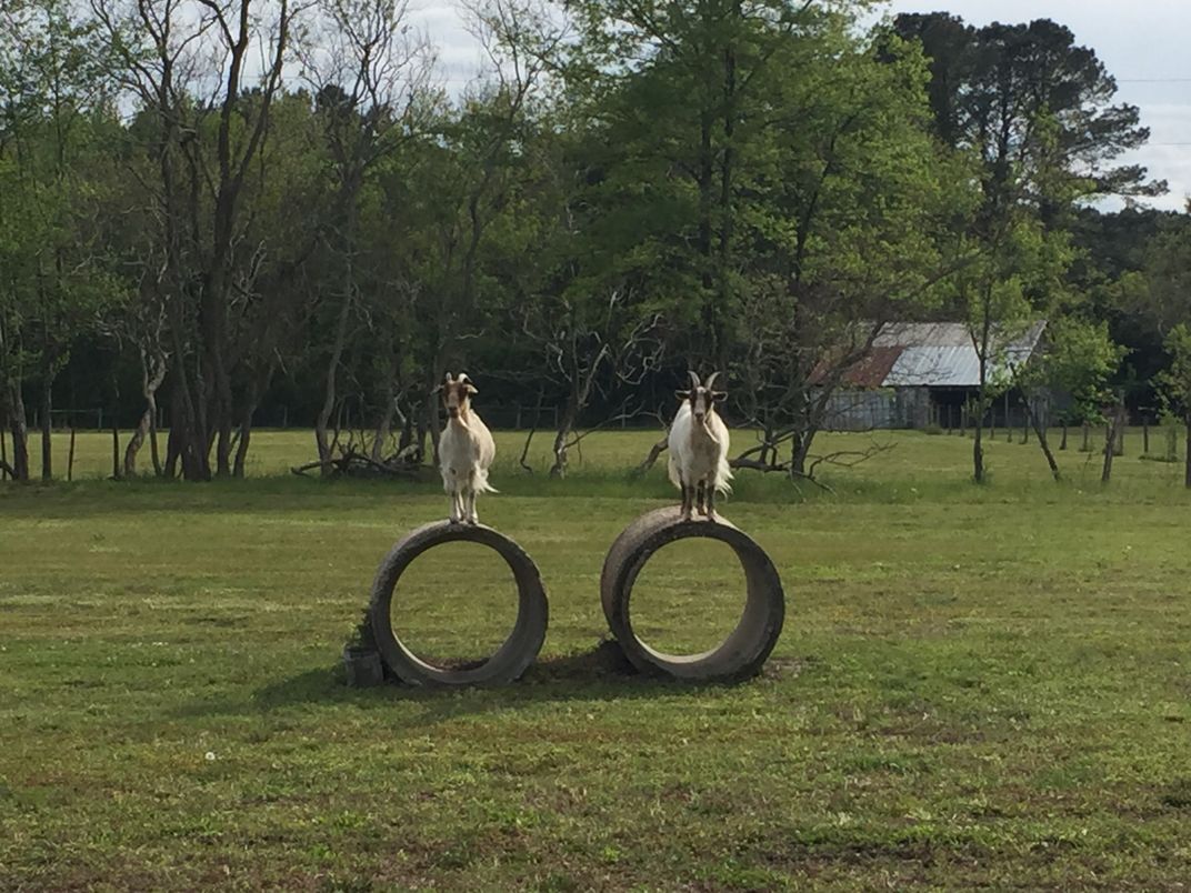 Two Old Goats | Smithsonian Photo Contest | Smithsonian Magazine