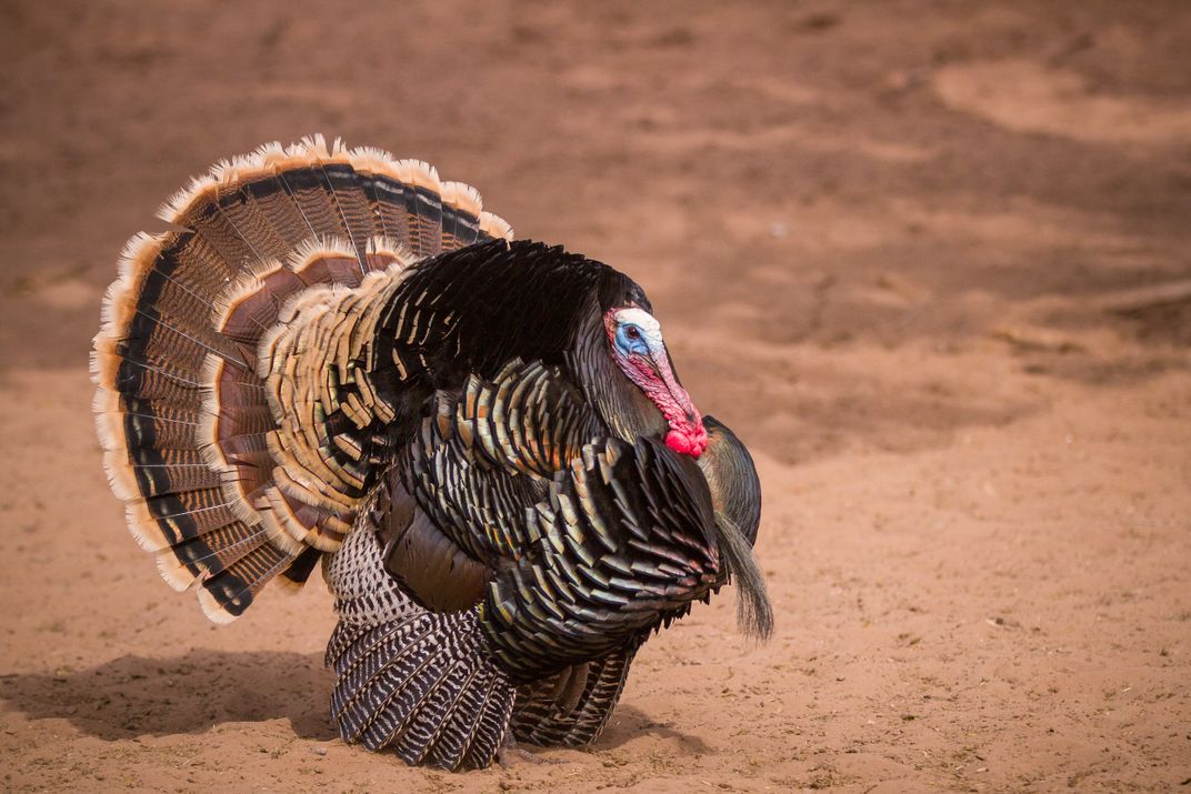 Wild Turkey | Smithsonian Photo Contest | Smithsonian Magazine