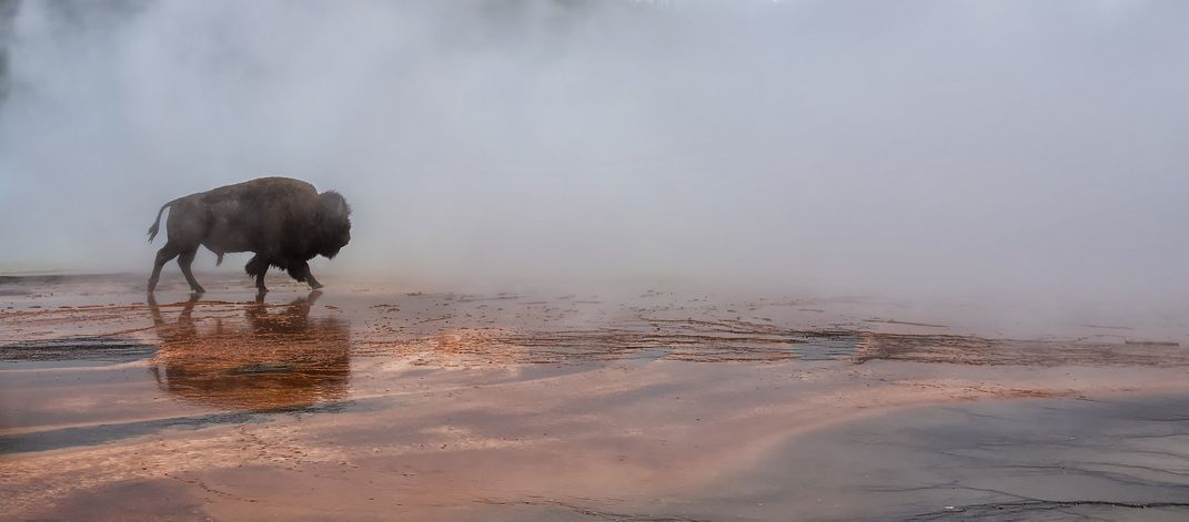 Bison in the Mist | Smithsonian Photo Contest | Smithsonian Magazine