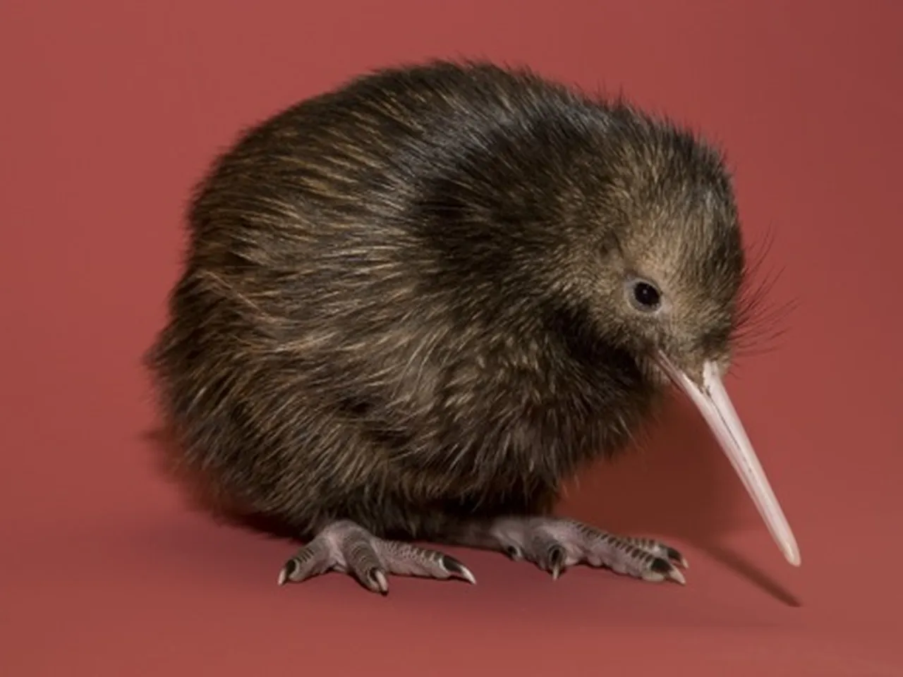 Baby White Kiwi Bird