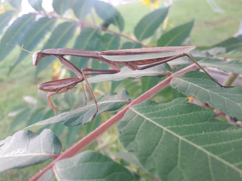 Praying Mantis on a Leaf | Smithsonian Photo Contest | Smithsonian Magazine
