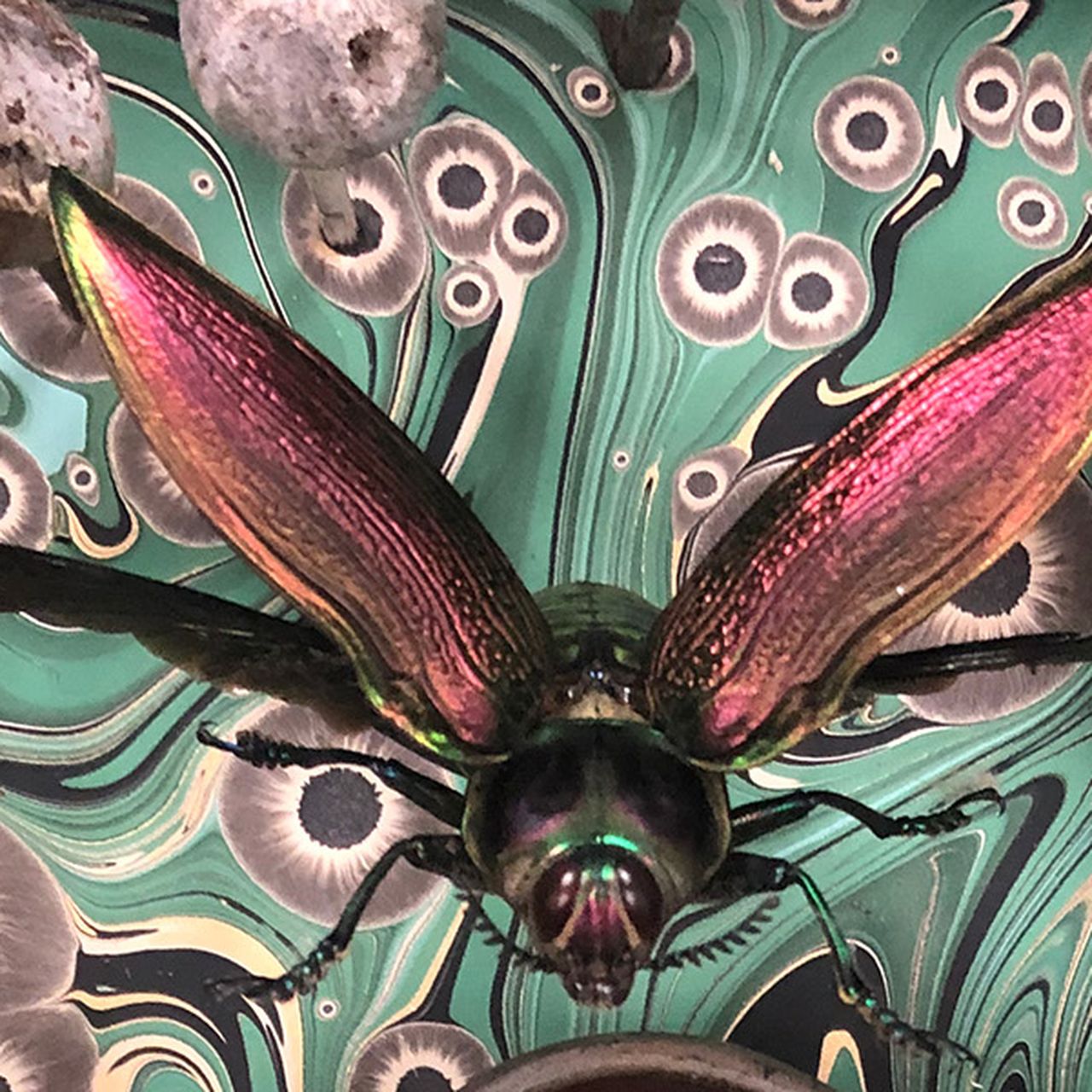 beautiful insect endlessly