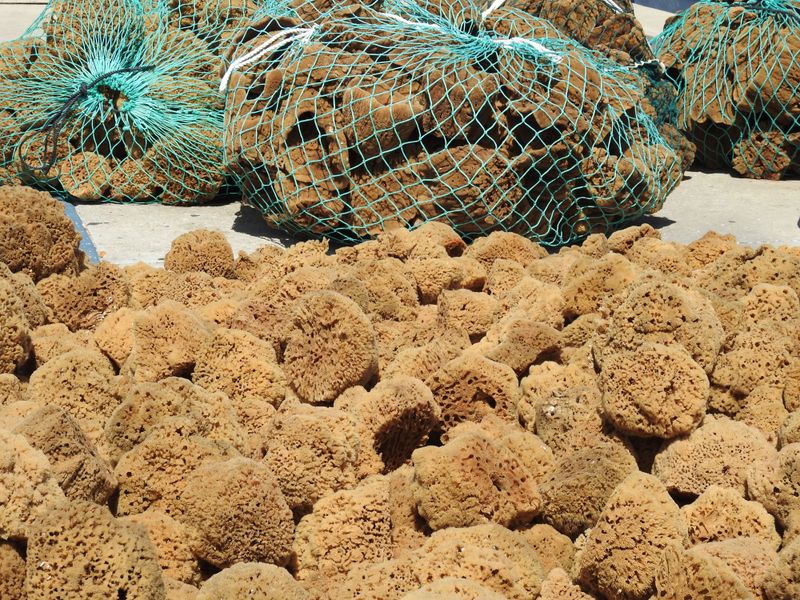 sponges | Smithsonian Photo Contest | Smithsonian Magazine