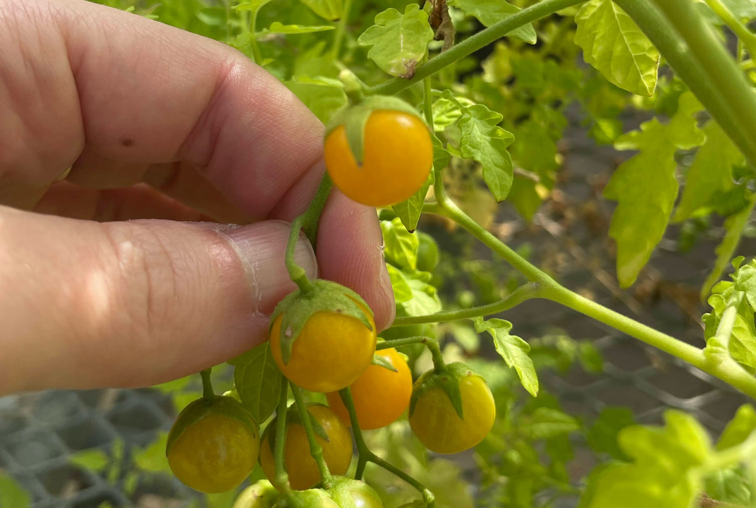 yellow tomato development