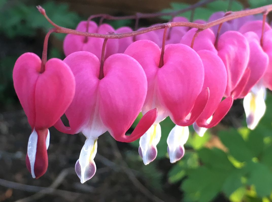 Bleeding hearts | Smithsonian Photo Contest | Smithsonian Magazine