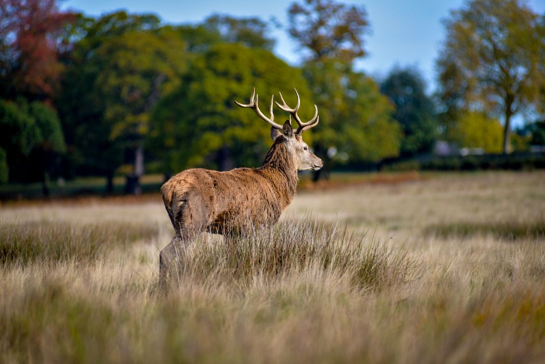 Stag in Richmond Park, London | Smithsonian Photo Contest | Smithsonian ...