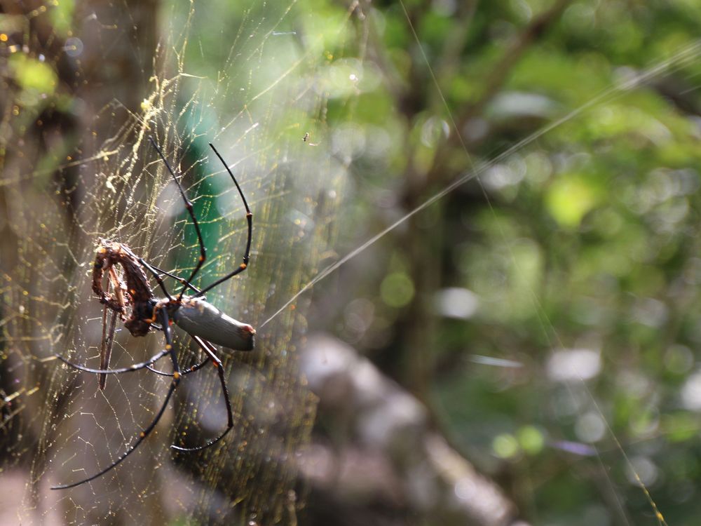 Spider Shooting Venom | Smithsonian Photo Contest | Smithsonian Magazine