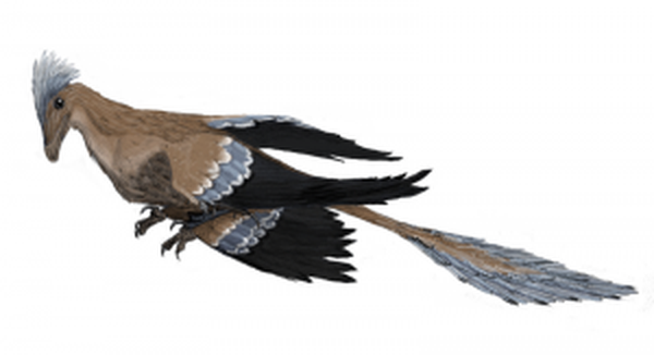 It's All in the Hips: the Feathered Dinosaur Microraptor