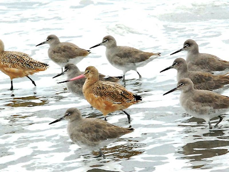 walking on the baech | Smithsonian Photo Contest | Smithsonian Magazine