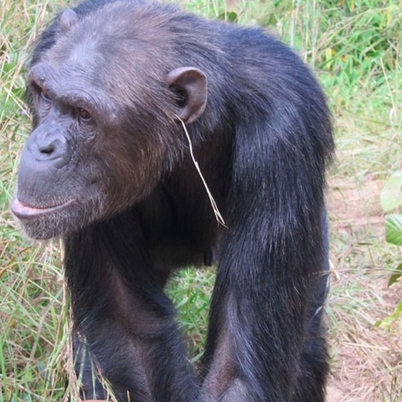 Chimpanzee Head Side View