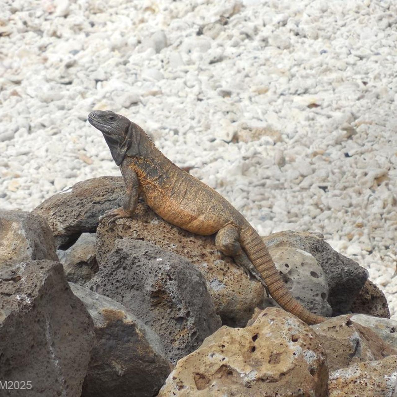 mexico iguana