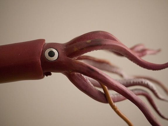 There’s an Explanation for What’s Killing Thousands of Squid in California