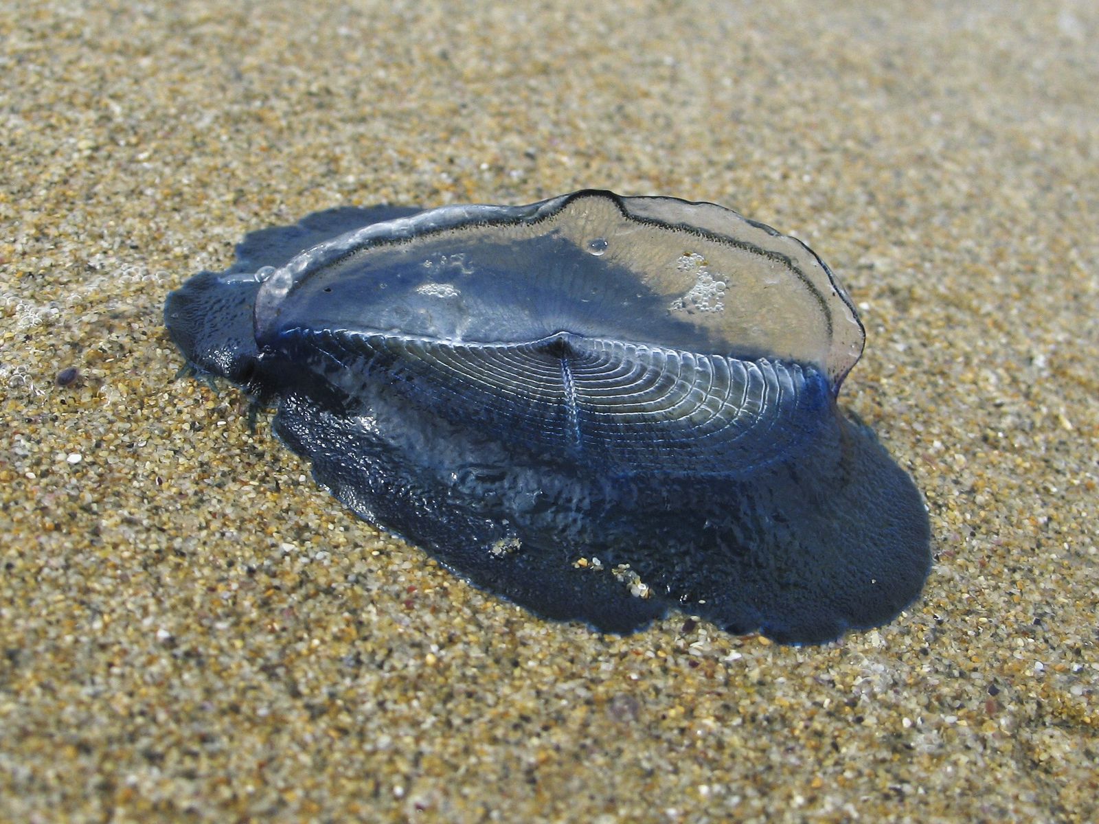 Odd-Looking Blue Creatures Are Washing Up in Large Groups on California ...