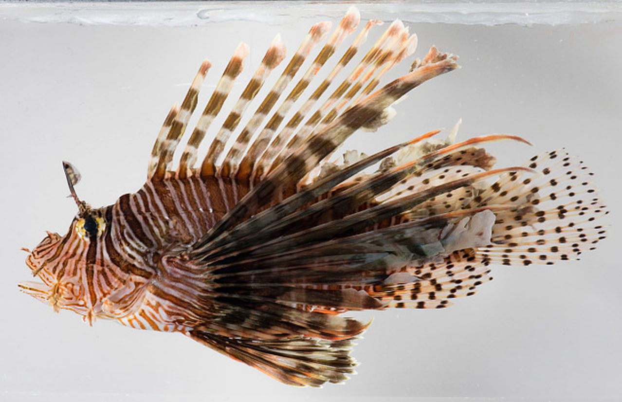 This Invasive Species Awareness Week, Learn How Museum Researchers ...