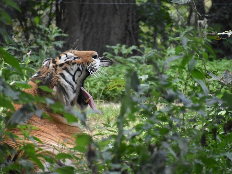 Tired tiger | Smithsonian Photo Contest | Smithsonian Magazine