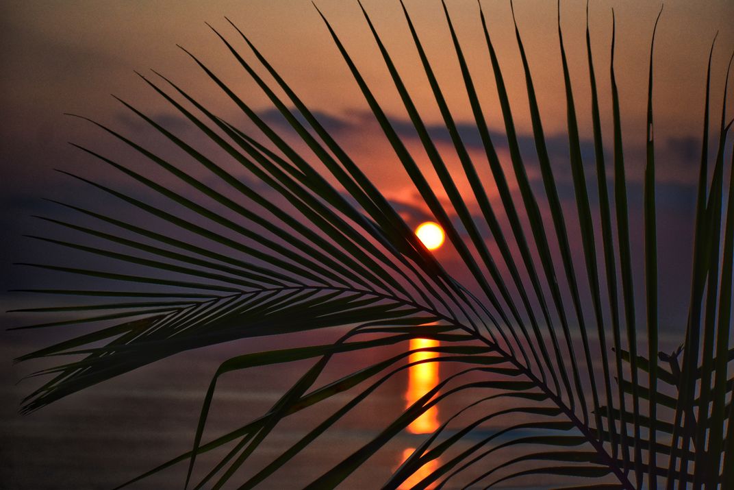 The Sunset through Leaves | Smithsonian Photo Contest | Smithsonian ...