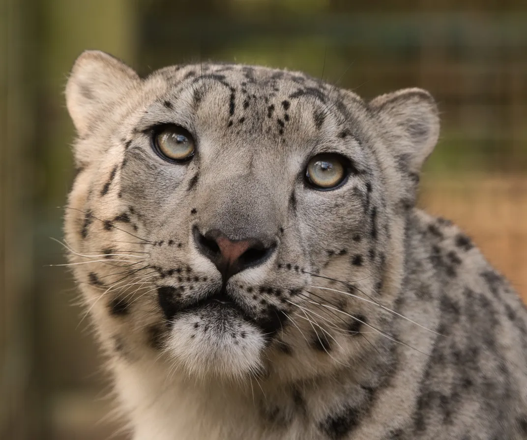Snow Leopard Looking up | Smithsonian Photo Contest | Smithsonian Magazine