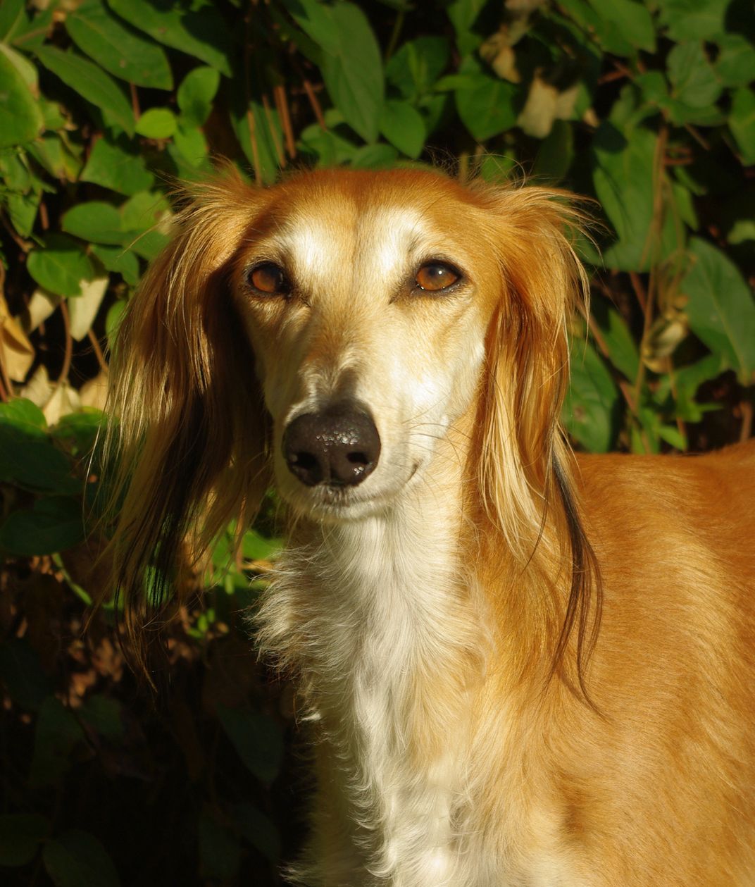 Beautiful saluki posing in the setting sun | Smithsonian Photo Contest ...