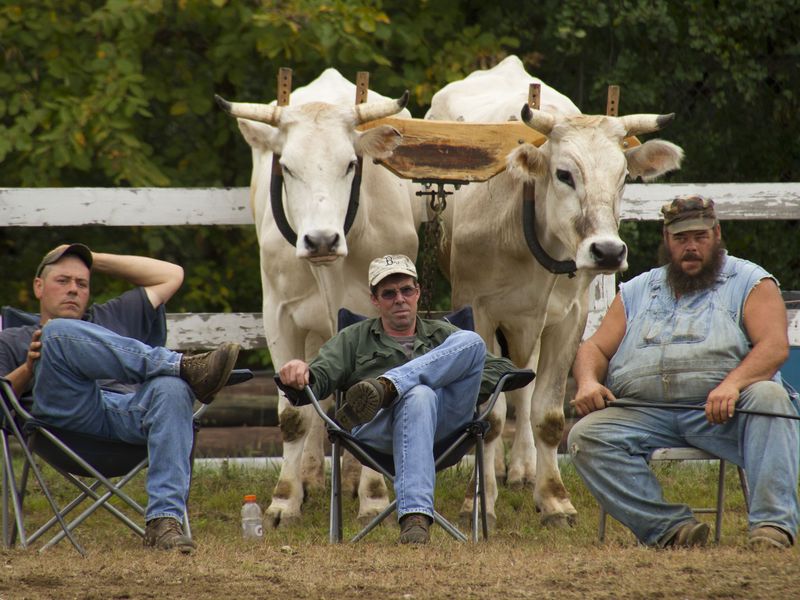 Contestants await their turn in the Oxen Pulling Competition in the ...
