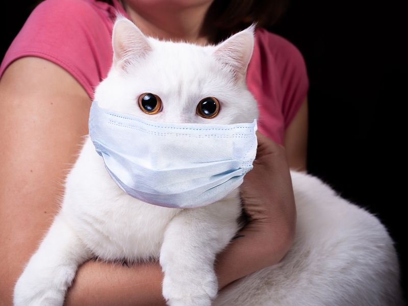 Cat and virus | Smithsonian Photo Contest | Smithsonian Magazine