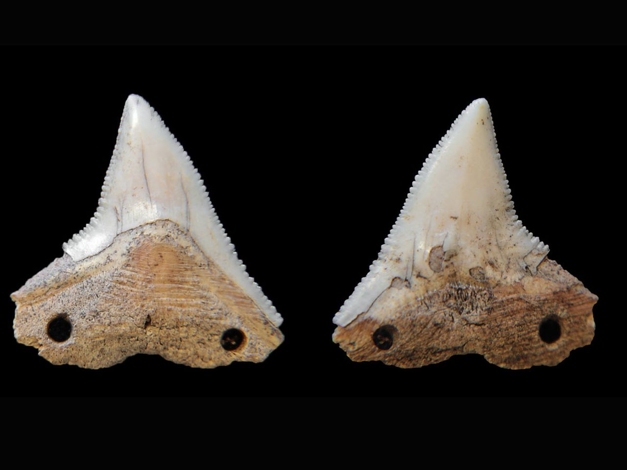 shark teeth examples