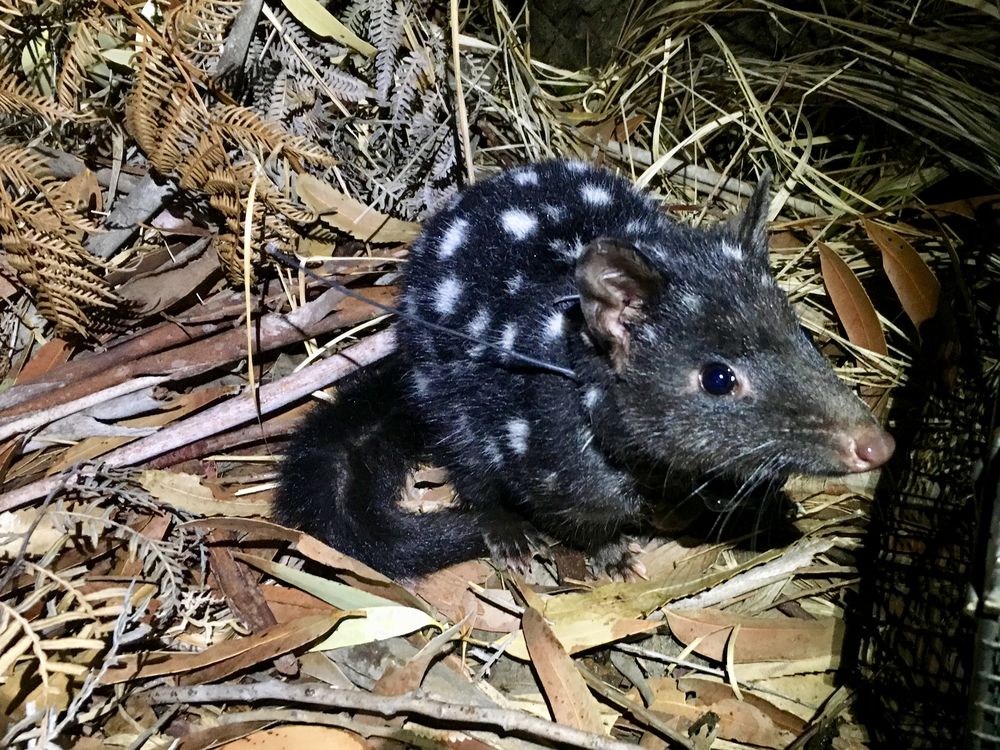 Endangered Eastern Quolls Are Born on Mainland Australia for the First ...