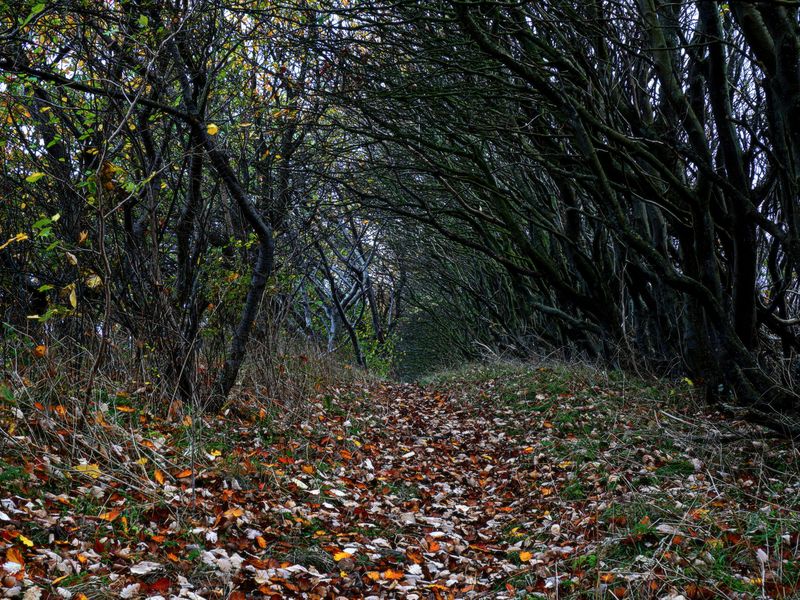 A path through wind shaped trees at fall. | Smithsonian Photo Contest ...