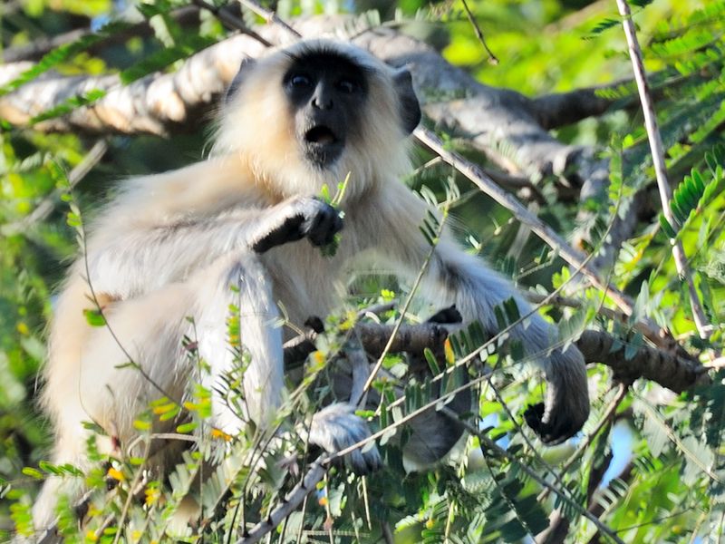 Visiting to Sita Mata Wildlife Sanctuary with my Family on a winter ...