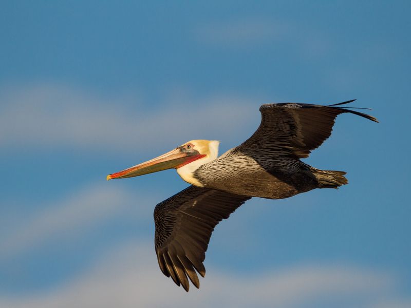 Pelican flying past at sunset | Smithsonian Photo Contest | Smithsonian ...