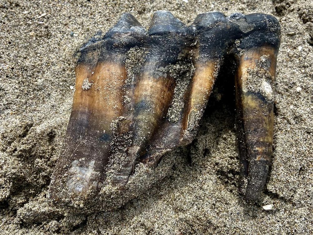 Woman Finds Mastodon Tooth on California Beach