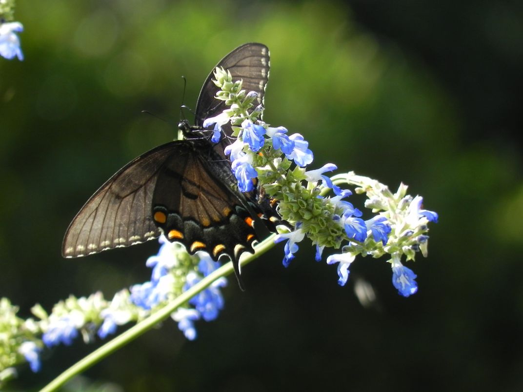 A beautiful Butterfly in DC | Smithsonian Photo Contest | Smithsonian ...