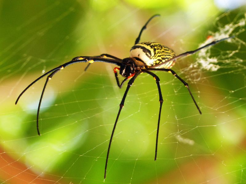 Giant Wood Spider on a big Tree | Smithsonian Photo Contest ...