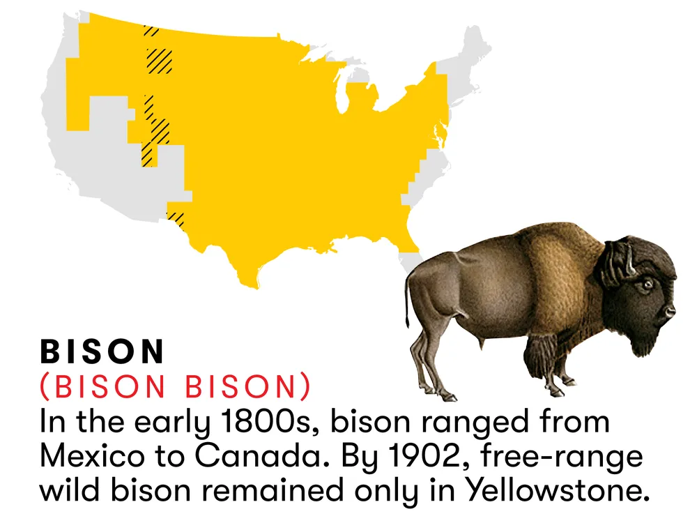 bison bison range