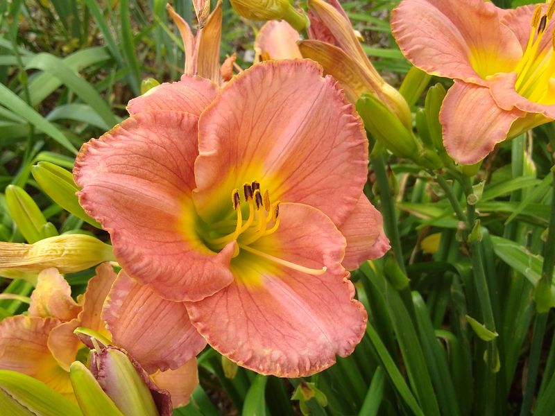 Pink Lily at the Zoo | Smithsonian Photo Contest | Smithsonian Magazine