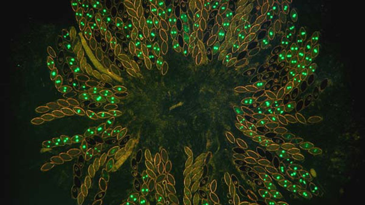 Neurospora Crassa