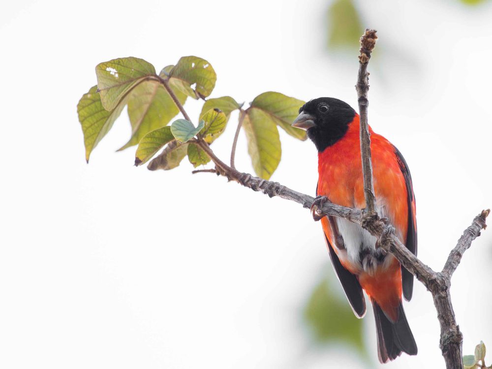 red siskins