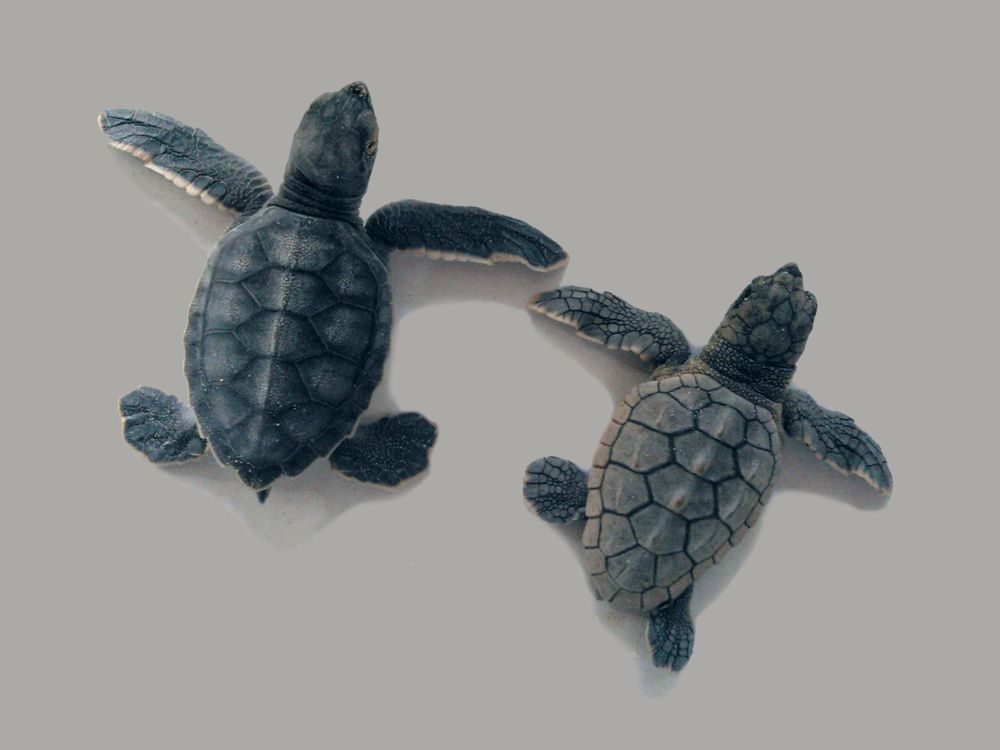 Difference between green sea turtle hatchling and loggerhead sea turtle ...